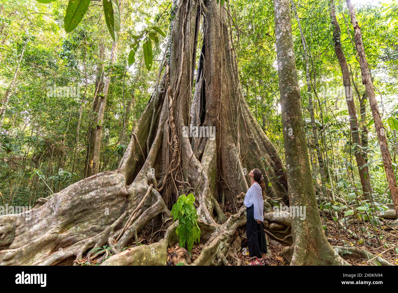 Tourist marveling at the jungle giant Makayuk - The Old Tree in the ...