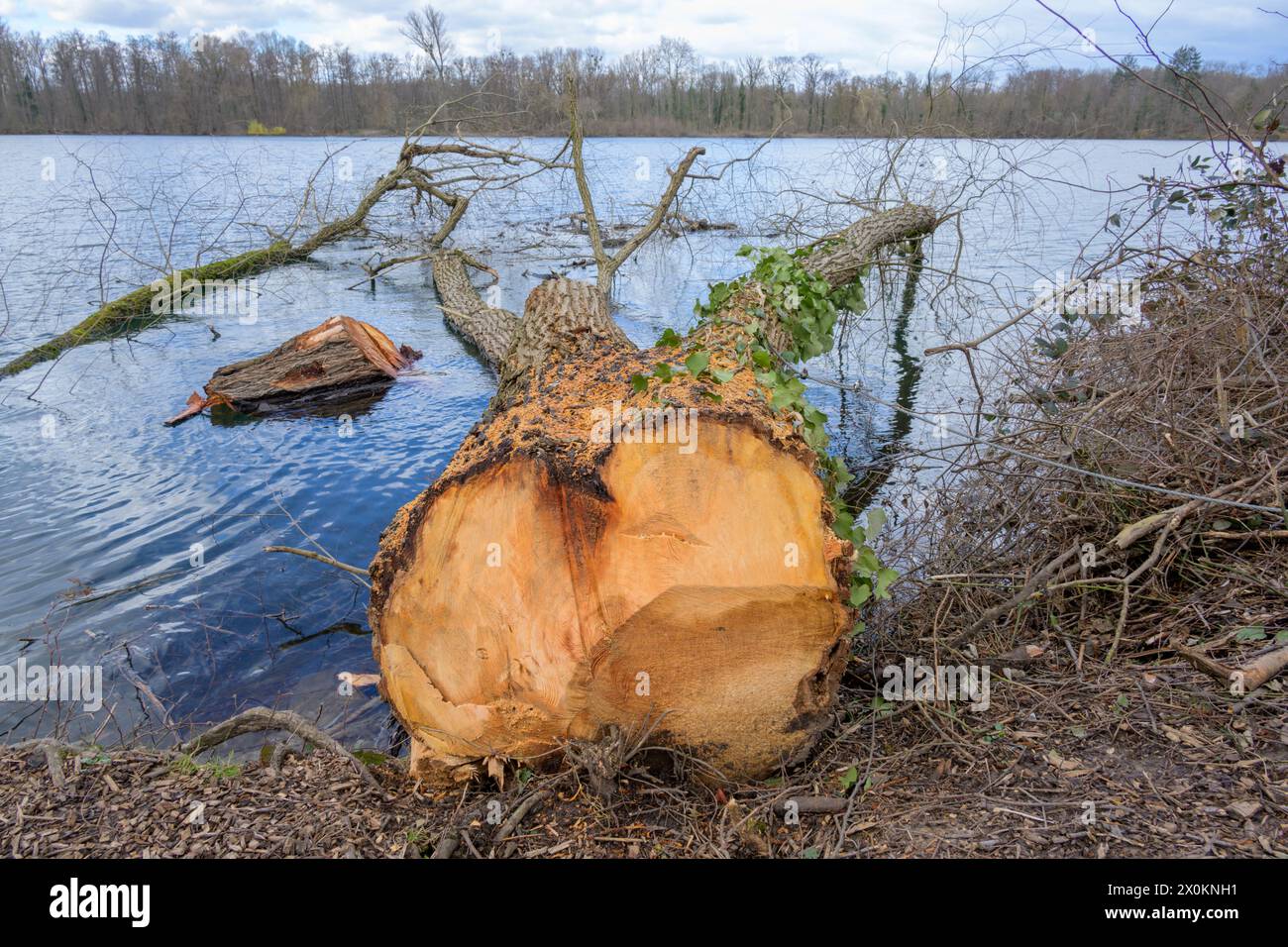 Cleft of a tree hi-res stock photography and images - Alamy