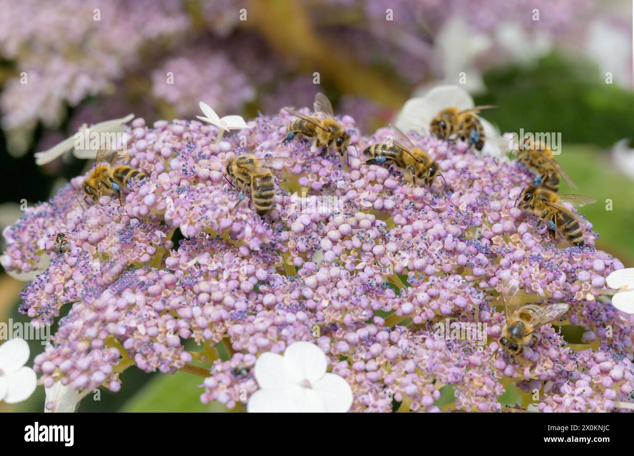 Anthophila hi-res stock photography and images - Alamy