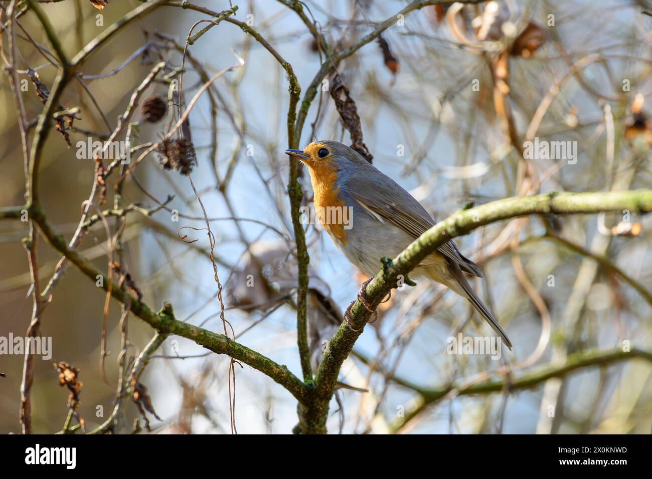 Robin in tree hi-res stock photography and images - Alamy