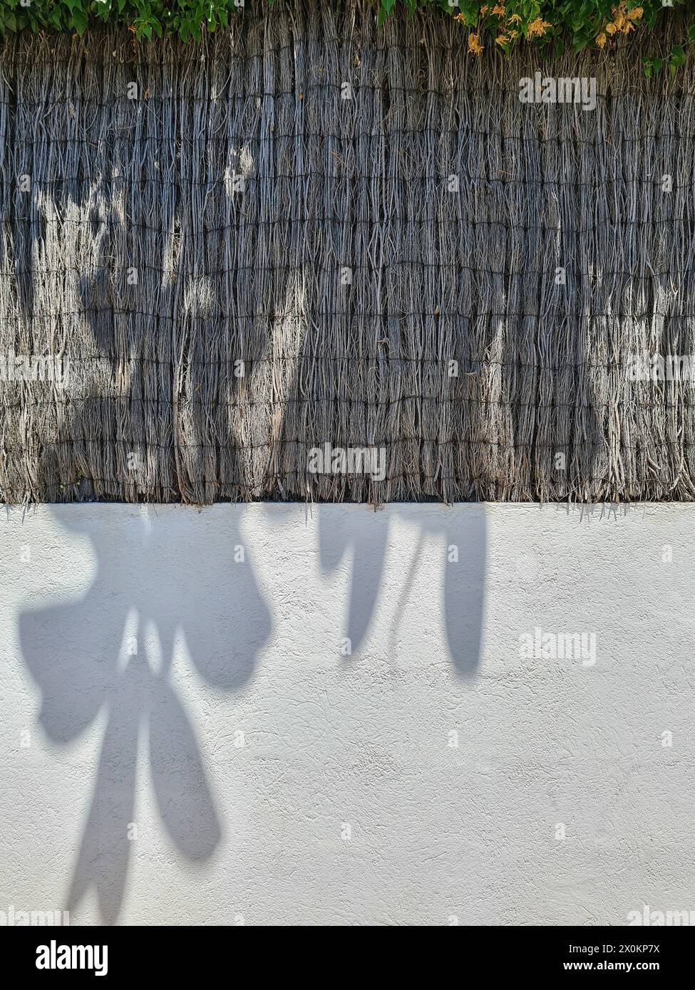 The shadow of a large plant can be seen on a white wall and a privacy ...