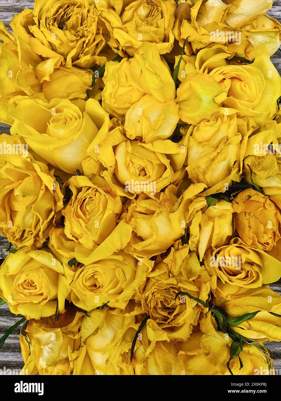 Dried yellow roses lying on the floor of a wooden terrace Stock Photo ...