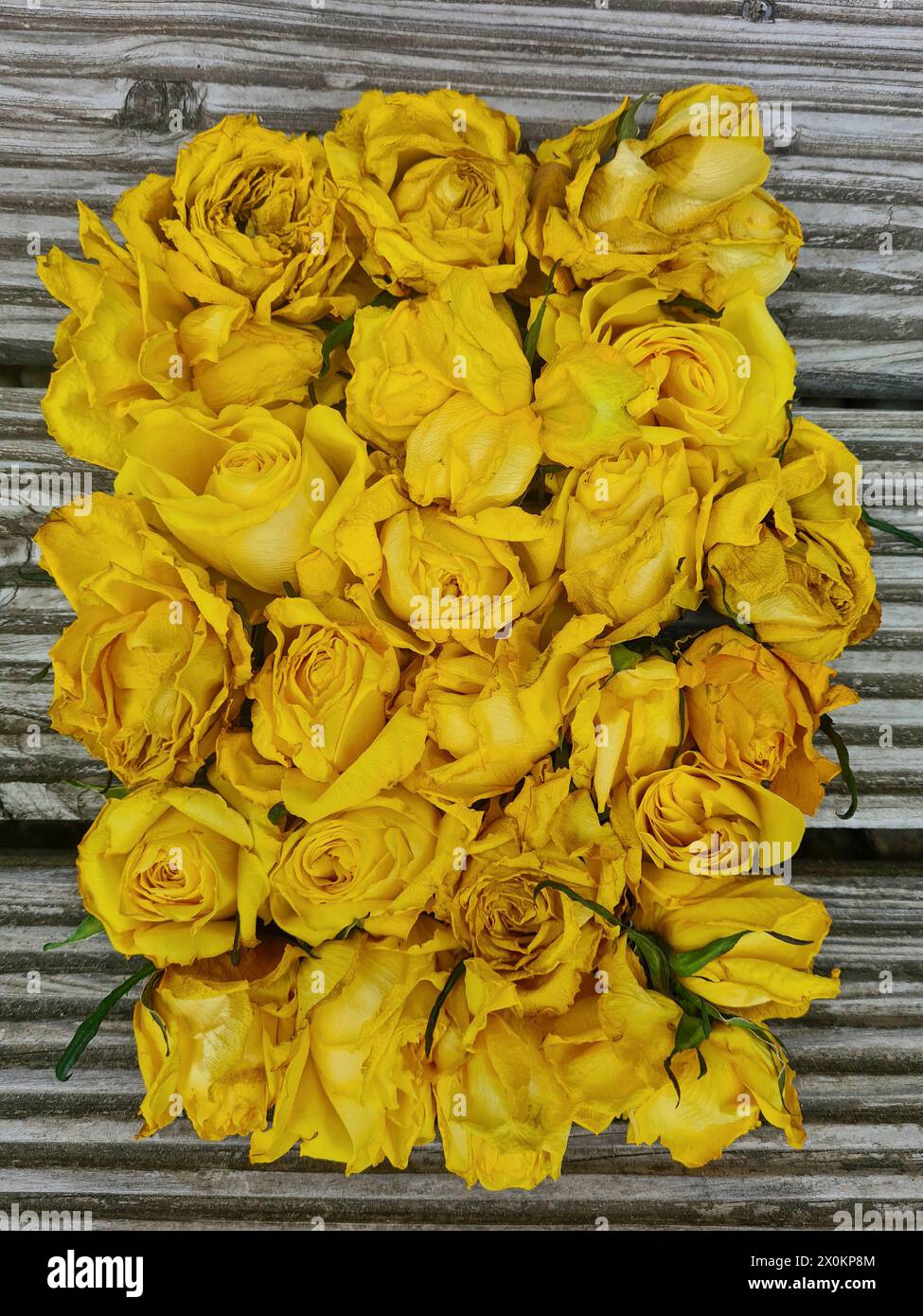 Dried yellow roses lying on the floor of a wooden terrace Stock Photo ...