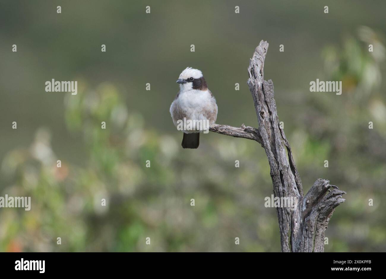 Northern white-crowned shrike (Eurocephalus rueppelli Stock Photo - Alamy
