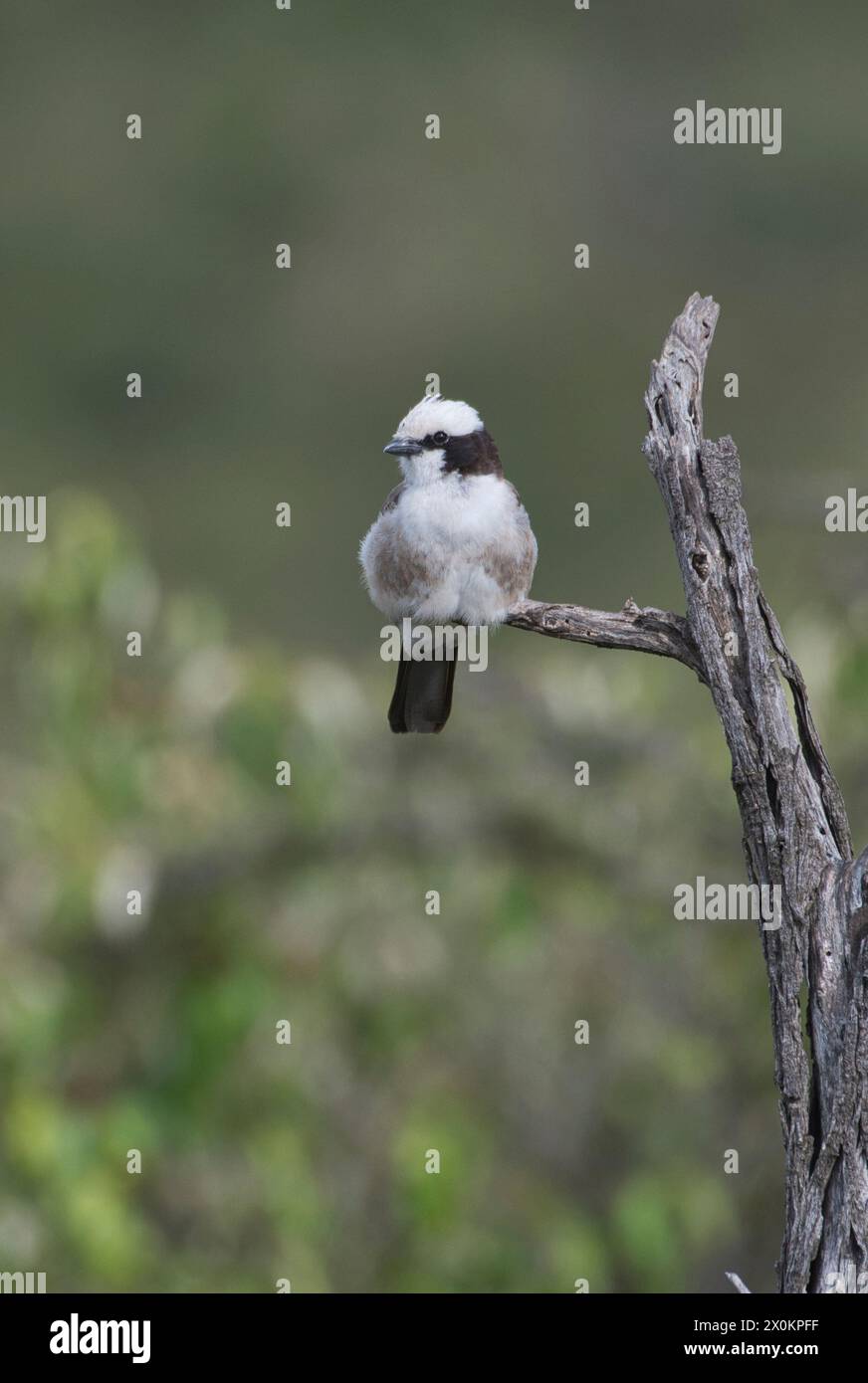 Northern white-crowned shrike (Eurocephalus rueppelli Stock Photo - Alamy
