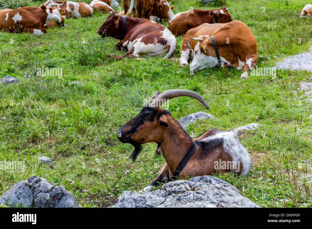 Cows and goat on the hiking trail from Saletalm to Obersee, Königssee ...