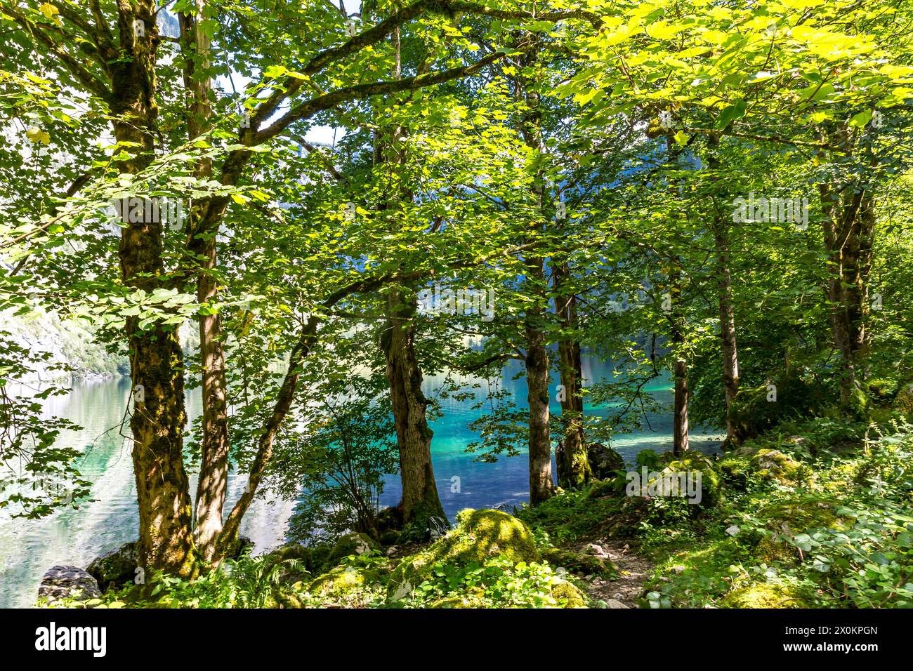Turquoise waters of the Obersee, Salet am Königssee, Berchtesgaden ...