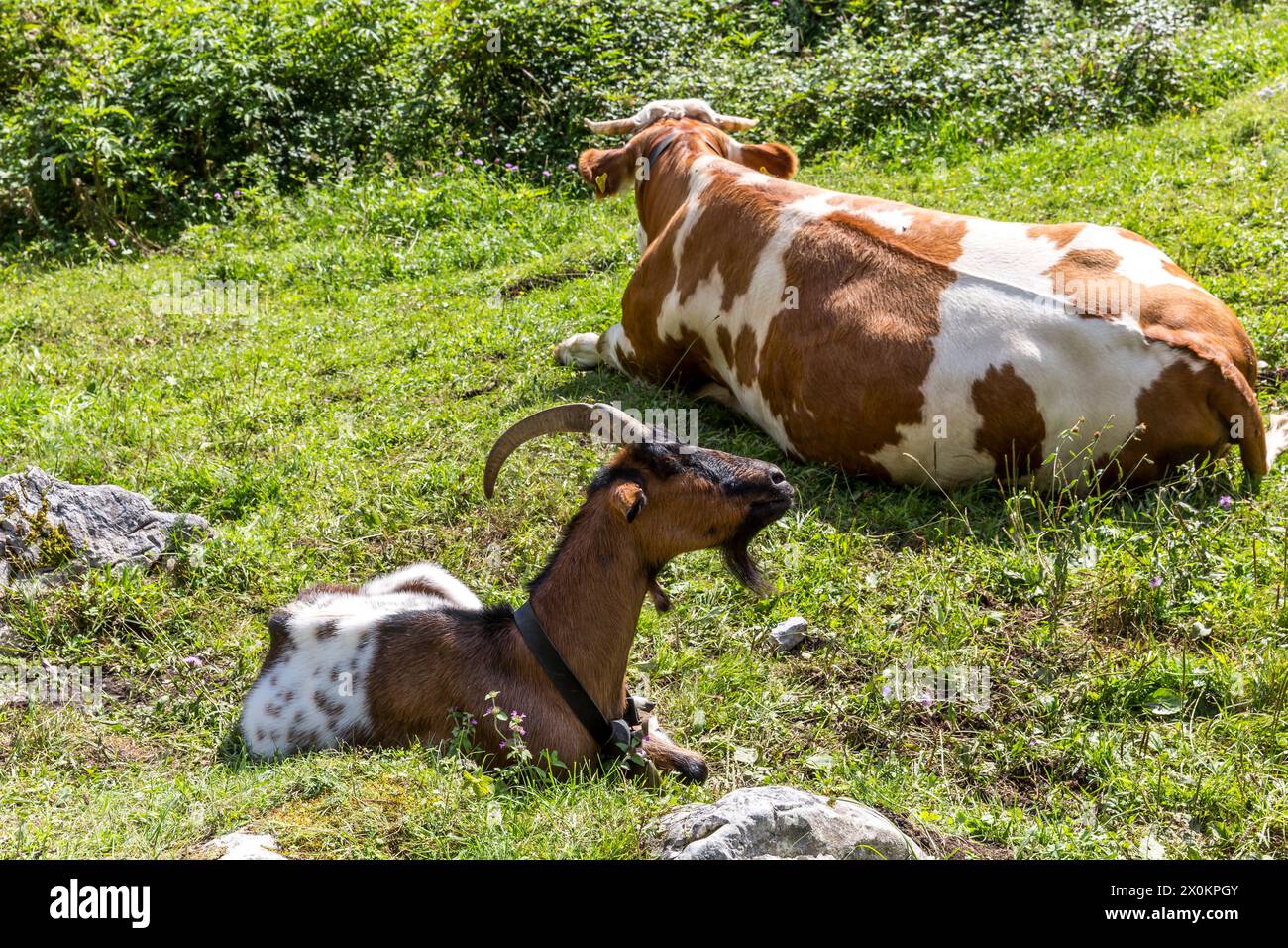 Cows and goat on the hiking trail from Saletalm to Obersee, Königssee ...