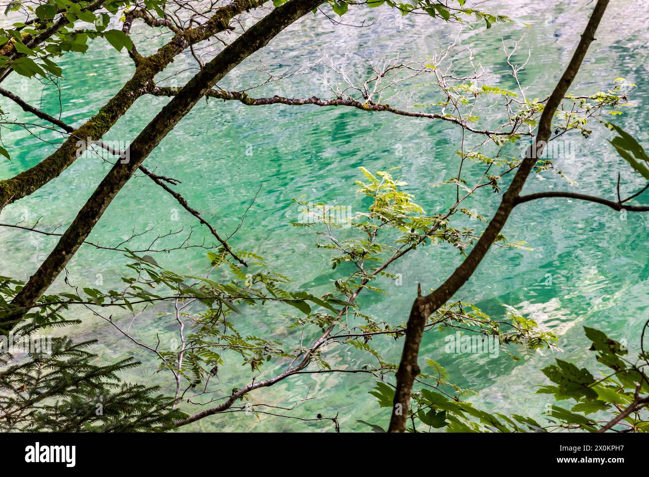 Turquoise waters of the Obersee, Salet am Königssee, Berchtesgaden ...