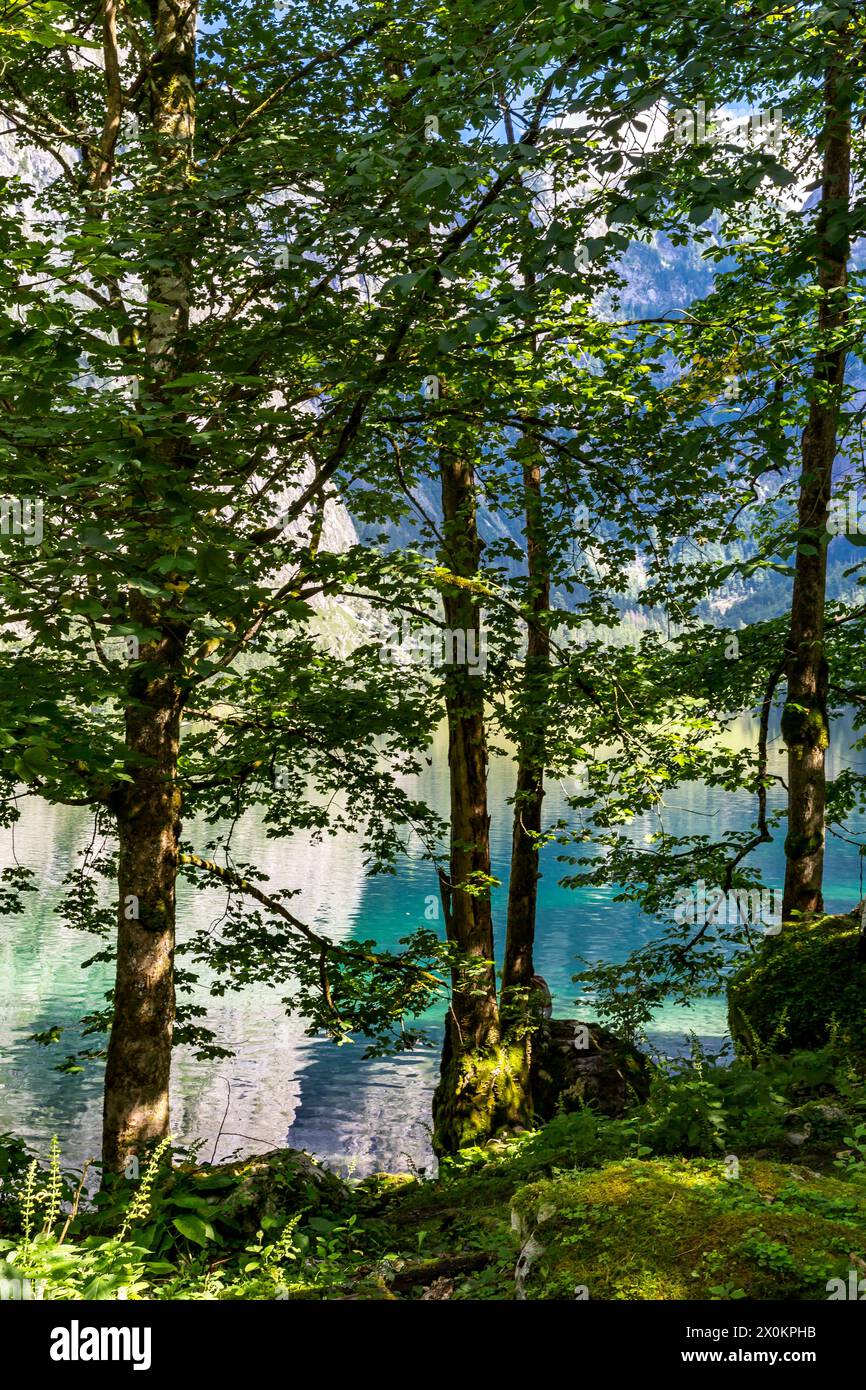Turquoise waters of the Obersee, Salet am Königssee, Berchtesgaden ...