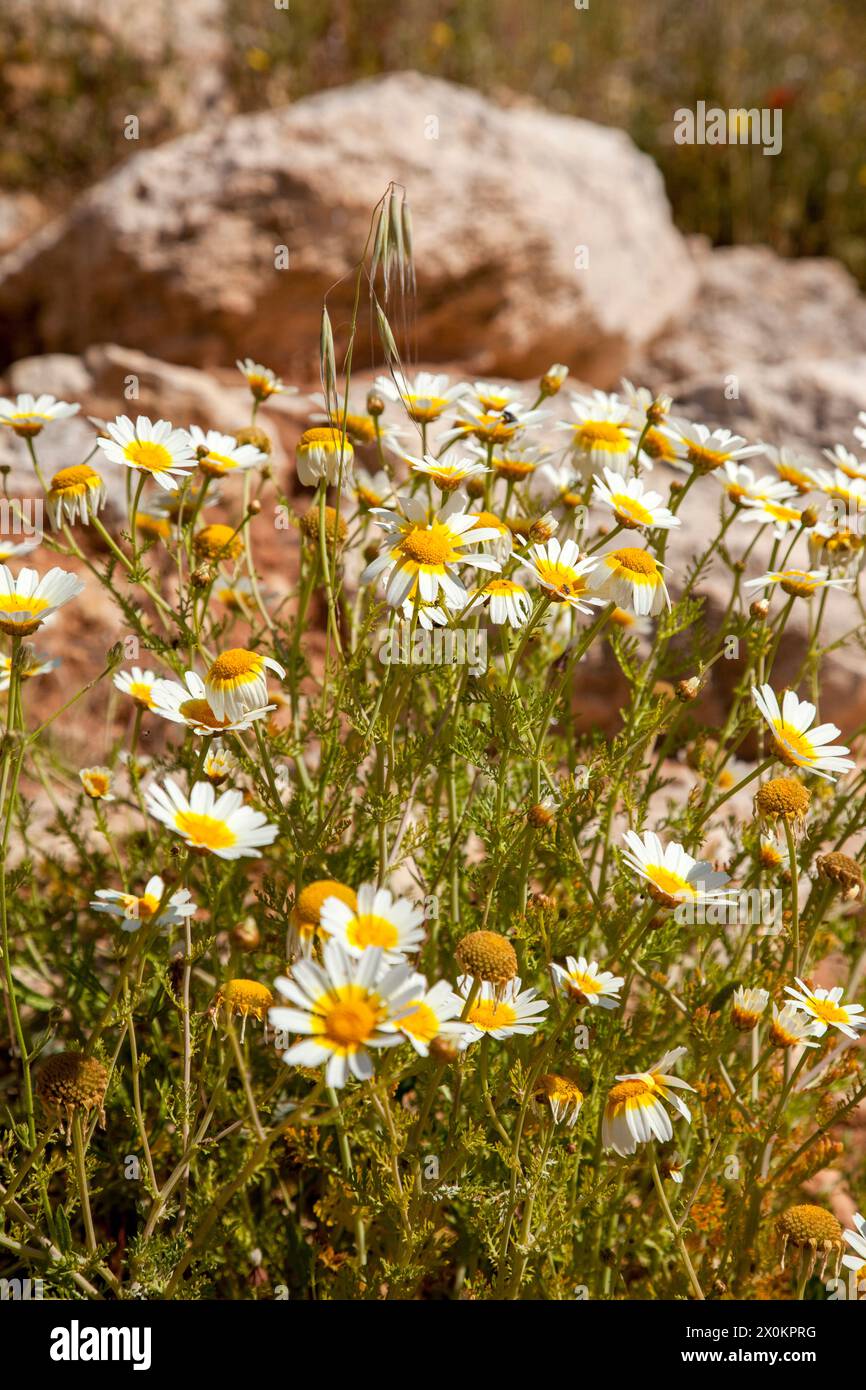 Cretan wild flower hi-res stock photography and images - Alamy