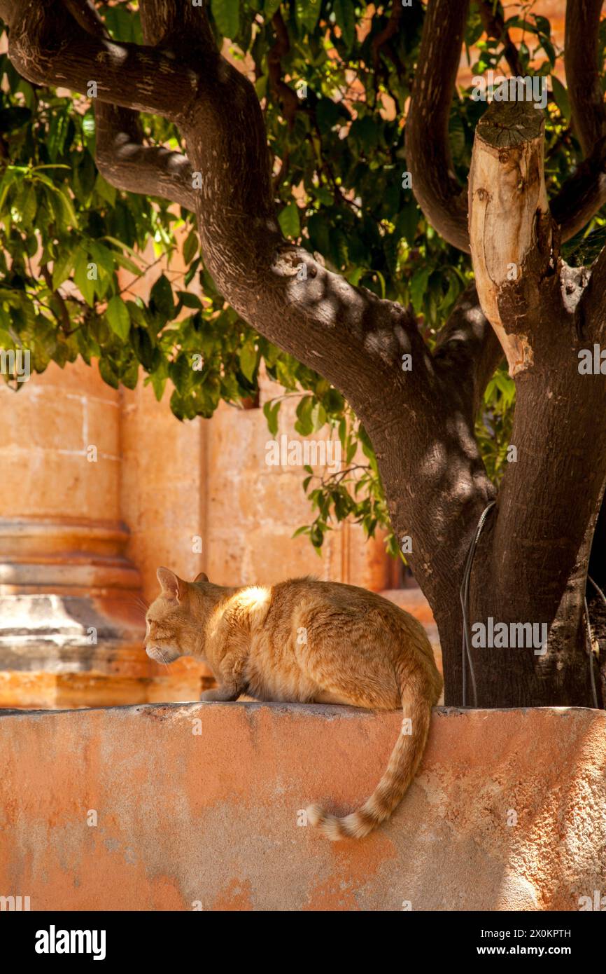 Monastery of Agia Triada, monastery, cat, Akrotiri, Crete, Chania ...