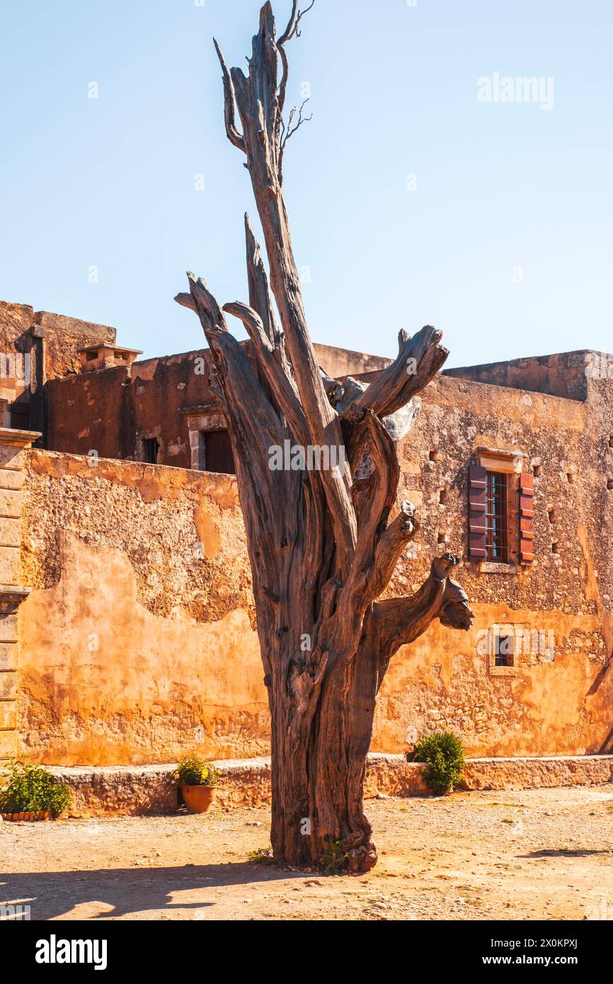 Old tree, Arkadi Monastery, national monument, monastery, Crete ...