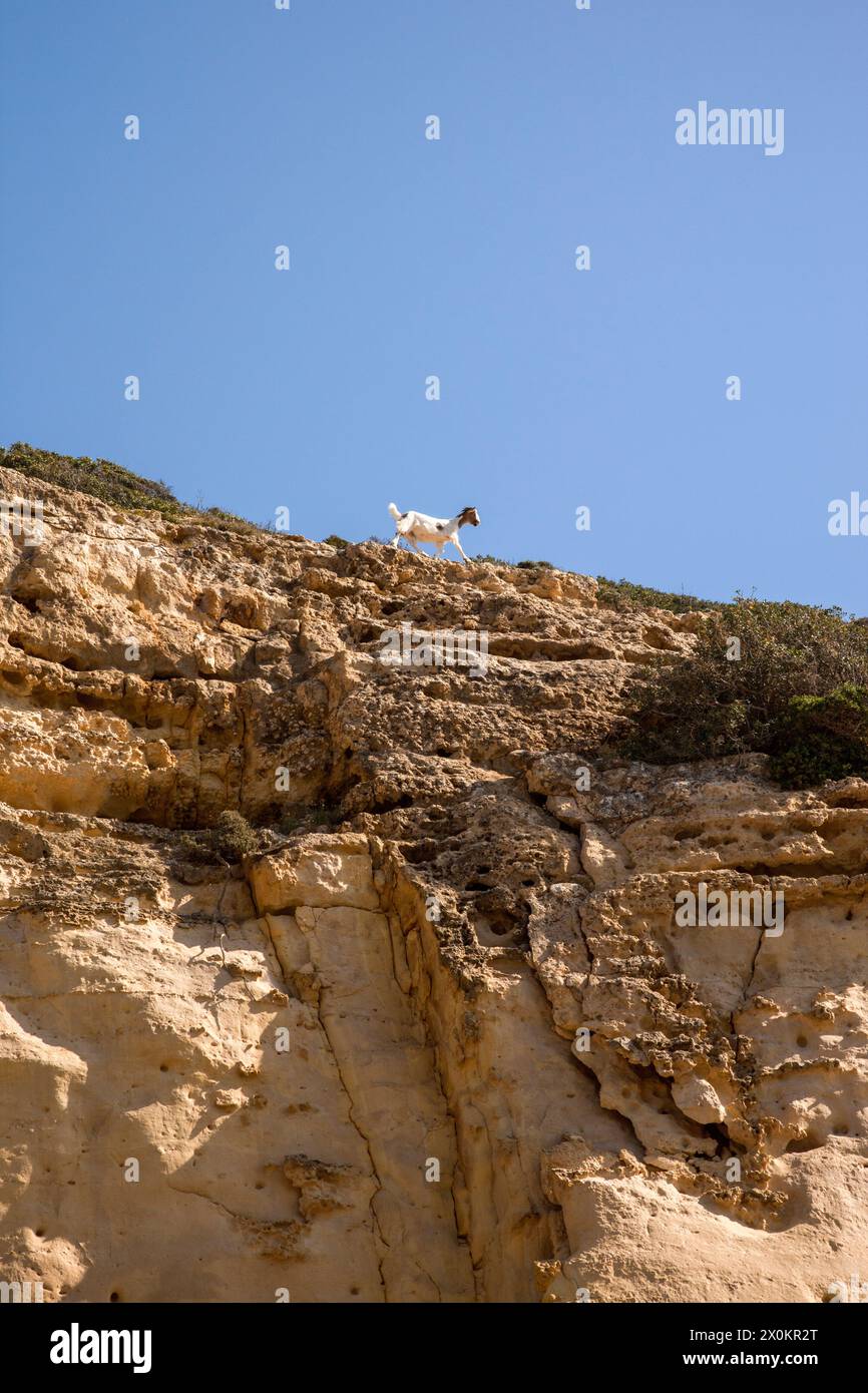 Goat, Rock, Landscape, Crete, Island, Greece Stock Photo - Alamy