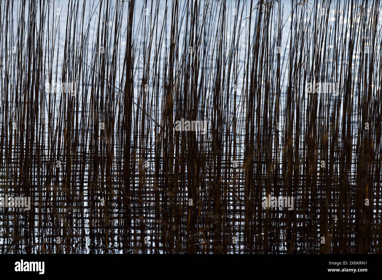 Stalks of reed grass on the shore of a lake, close-up, Germany Stock ...