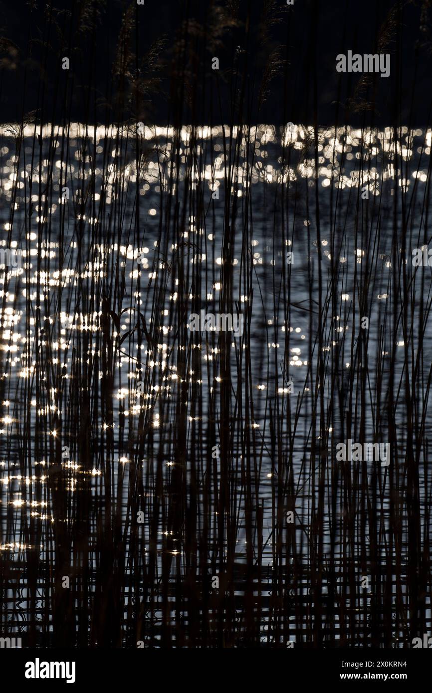 Light reflections on the water surface of a lake, reed grass on the ...