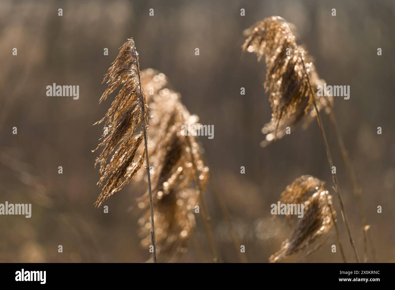 Fruit stalks of reeds, morning light, Germany Stock Photo - Alamy