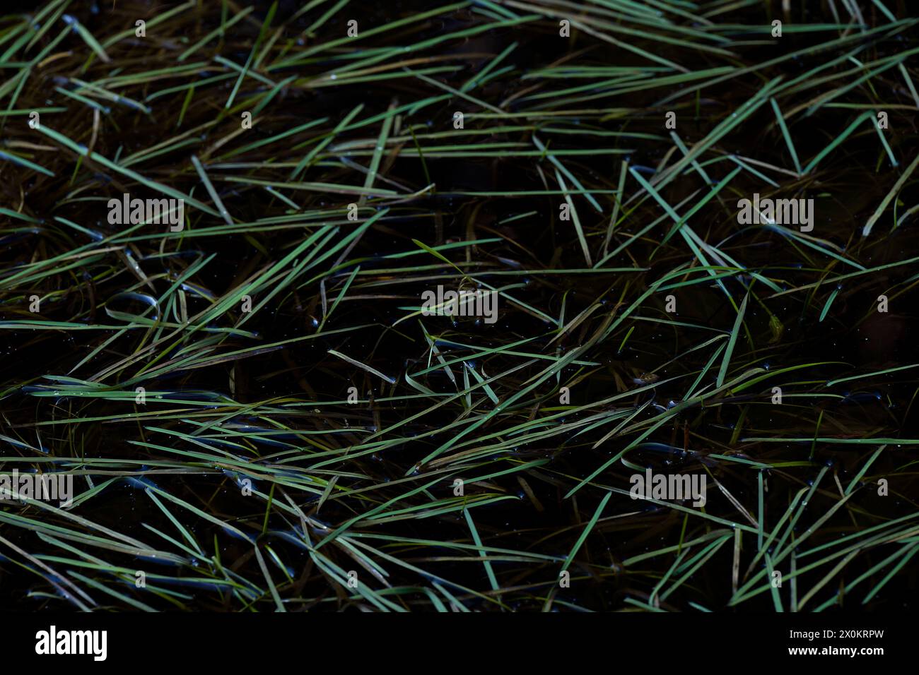 Surface a grass hi-res stock photography and images - Alamy