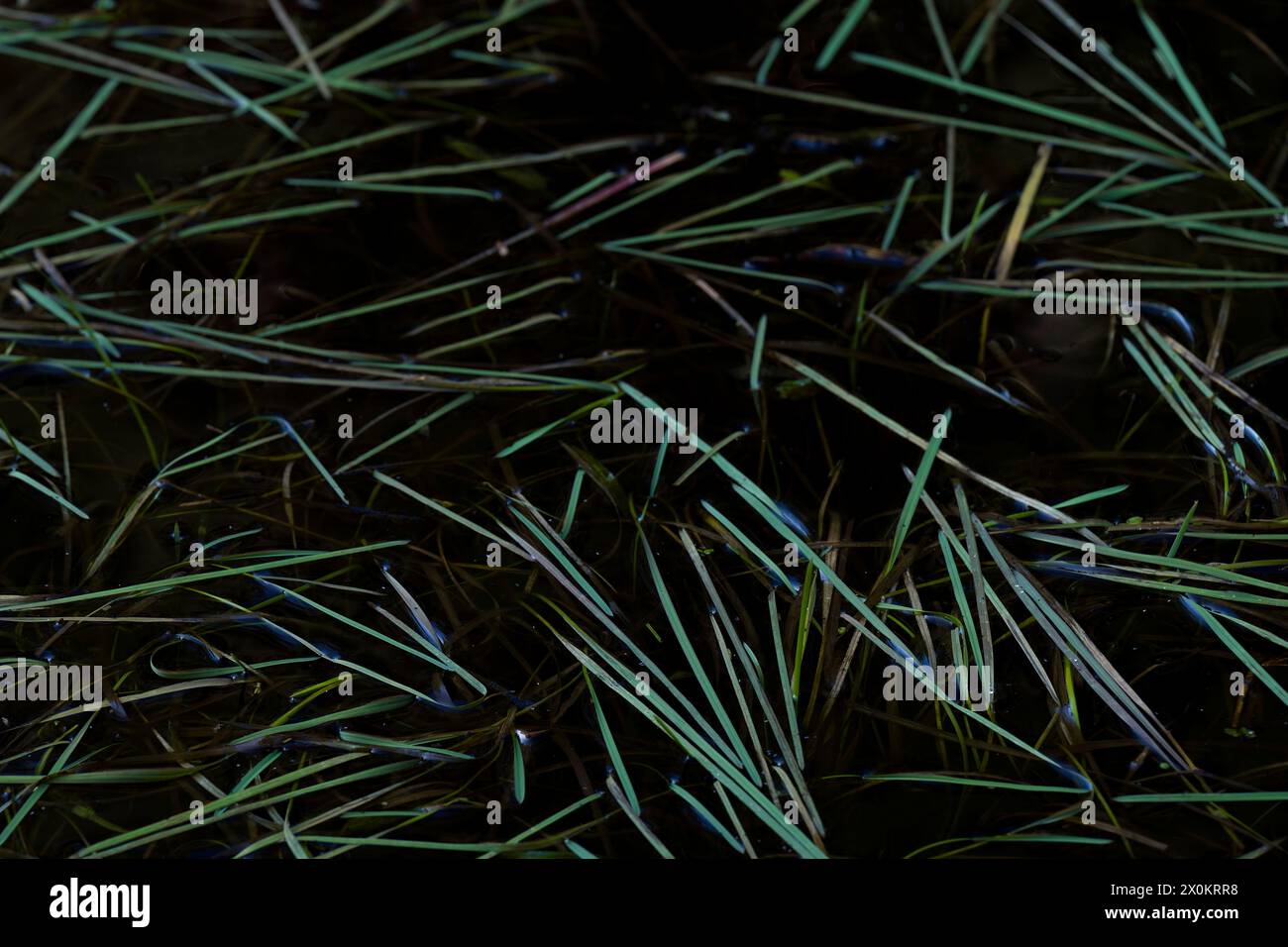 Blades of grass floating on the surface of a lake, Germany Stock Photo ...