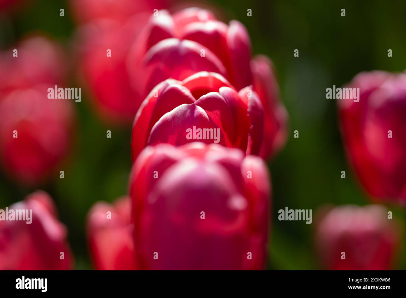 Red Tulip flower in tulip field at spring day. Colorful vivid pink tulips in the park. Spring ...