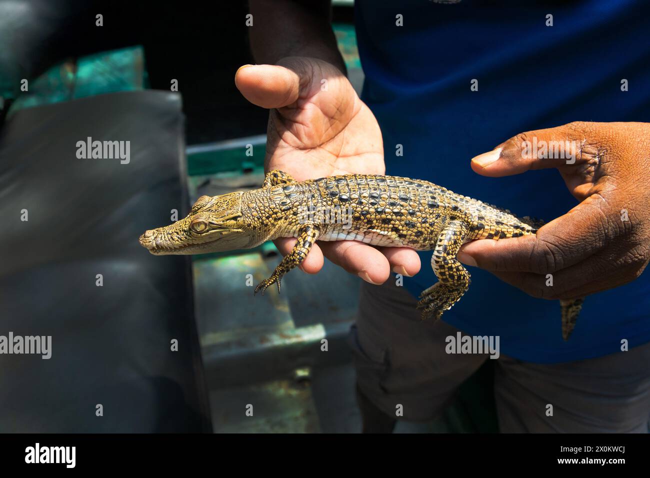 Man holding crocodile hi-res stock photography and images - Alamy