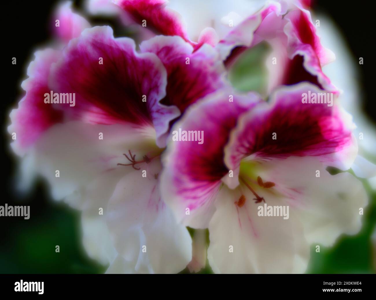 Closeup Pink and White Martha Washington Geranium with Soft Focus Stock ...