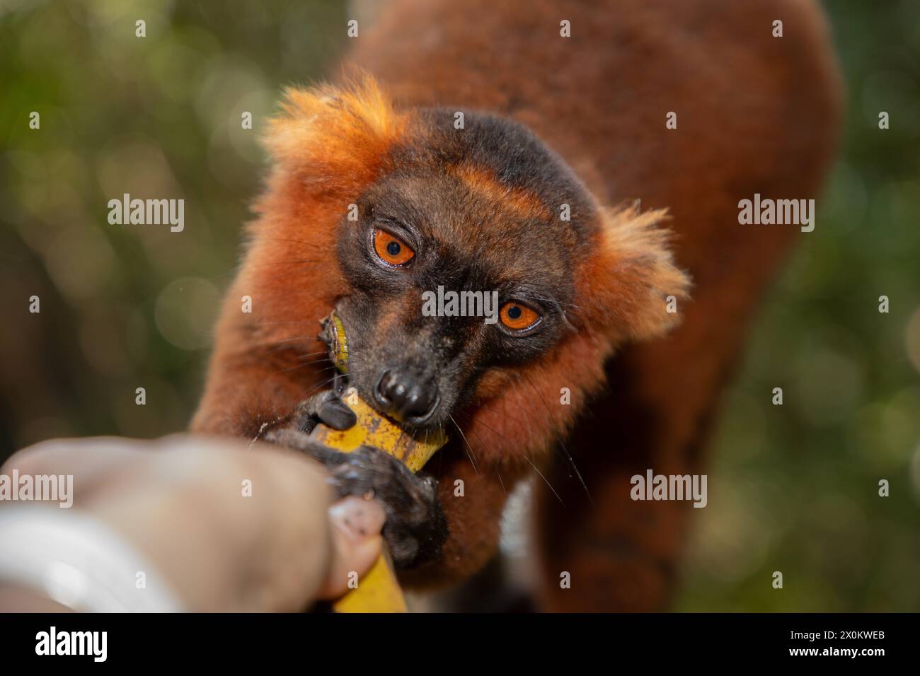 Red lemur (Eulemur Coronatus), endemic animal from Madagascar ...