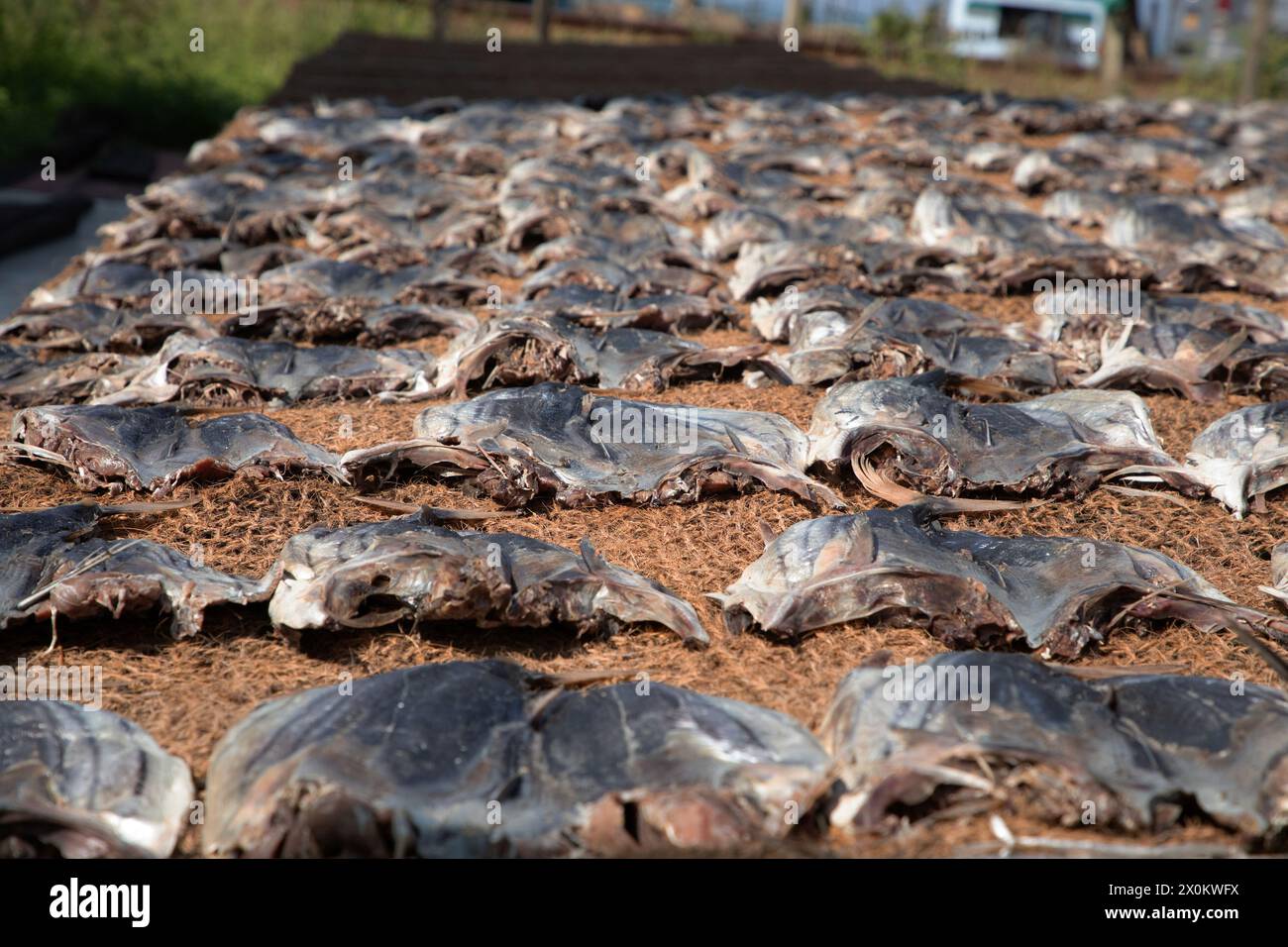 Sri lankan dried fish hi-res stock photography and images - Alamy