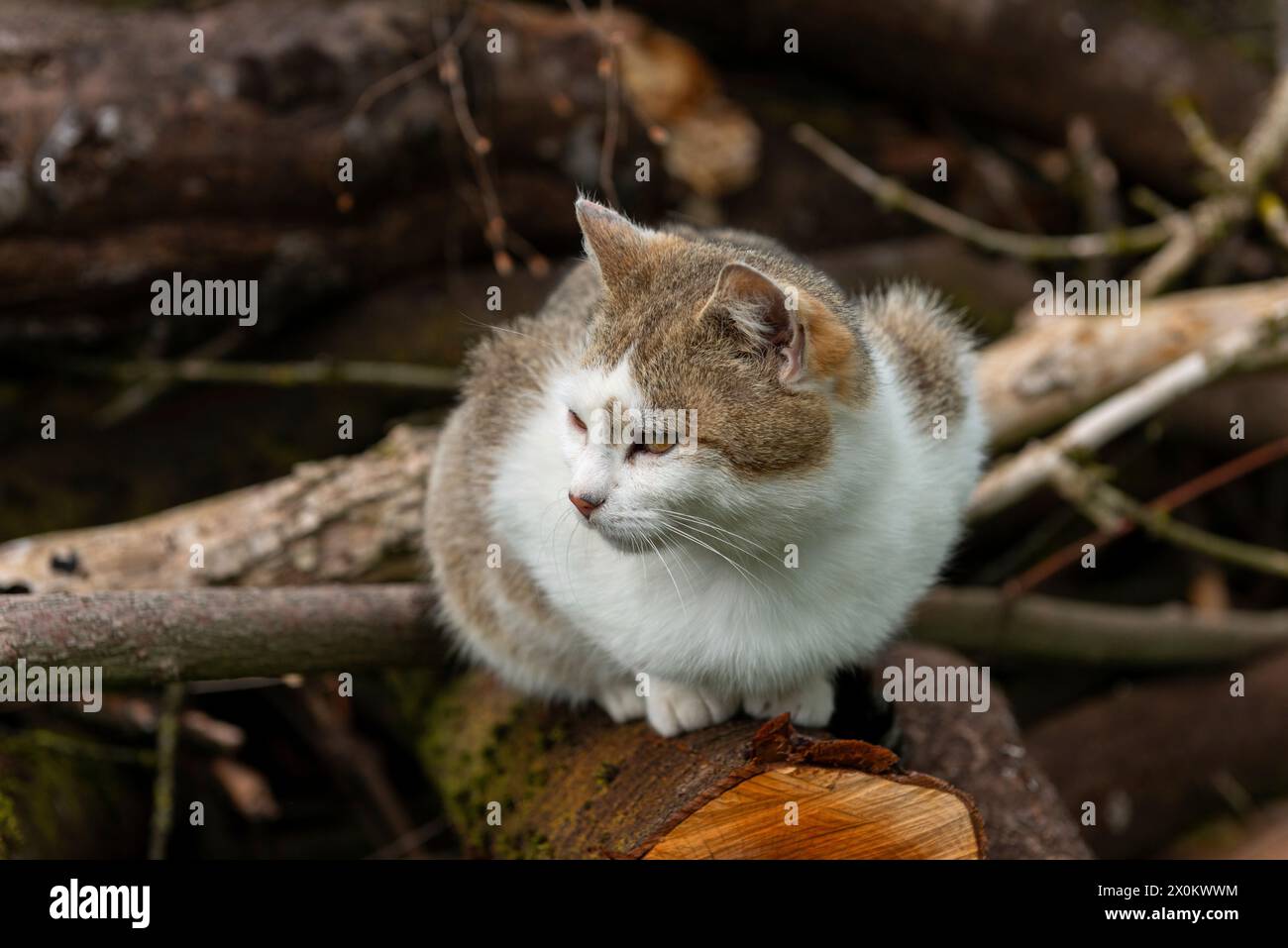 Cat, Farm, Spring Stock Photo - Alamy
