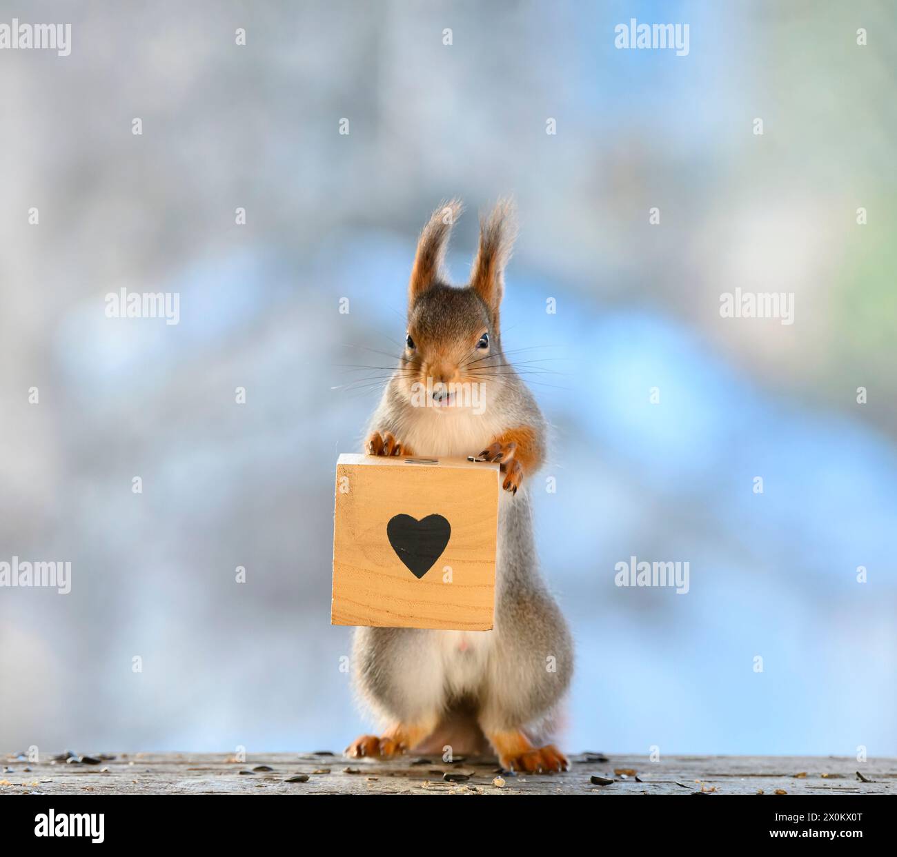 Red squirrel standing with letter block with the heart symbol hi-res ...