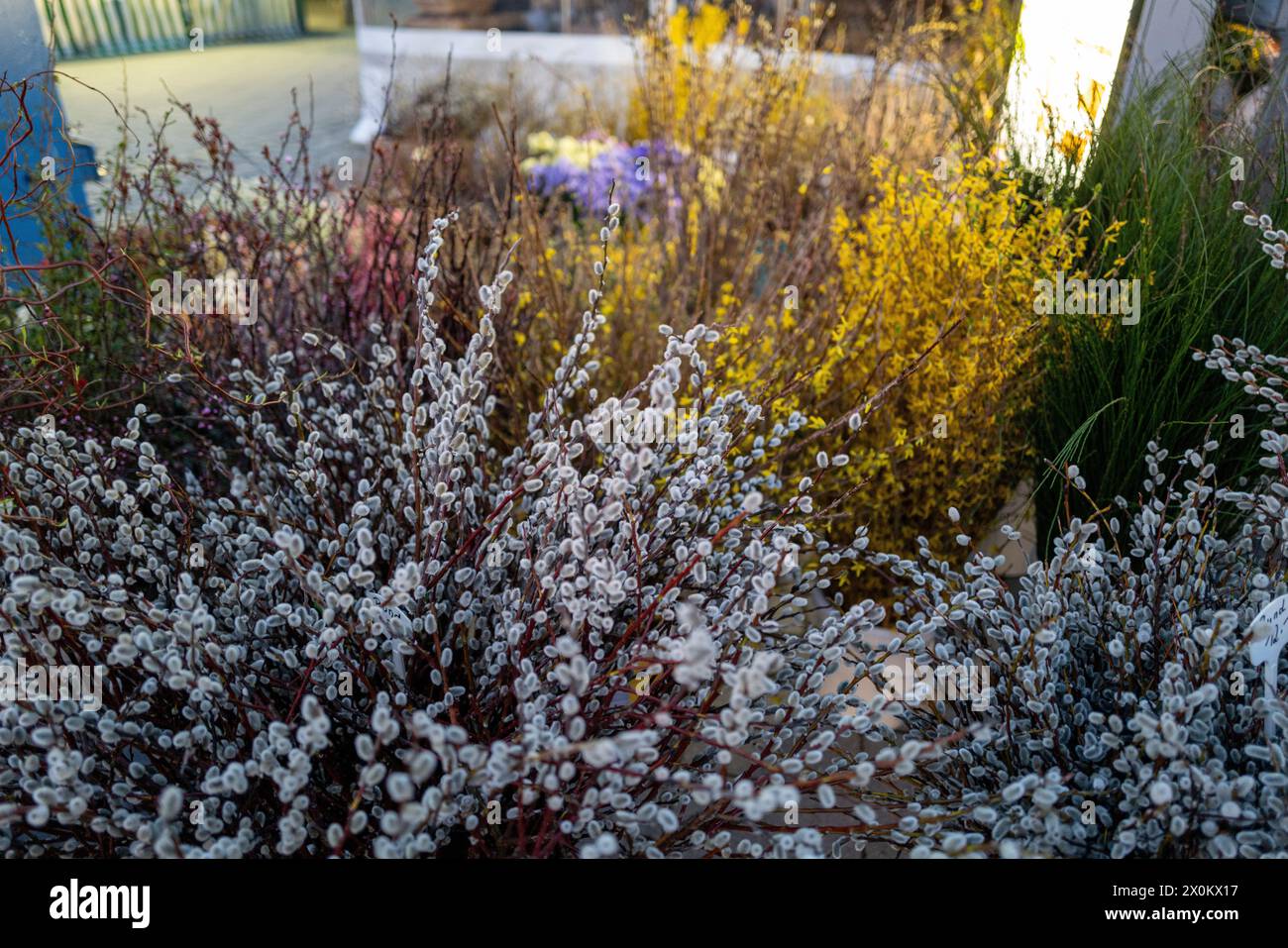 Easter, Viktualienmarkt, Munich, palm branches Stock Photo - Alamy