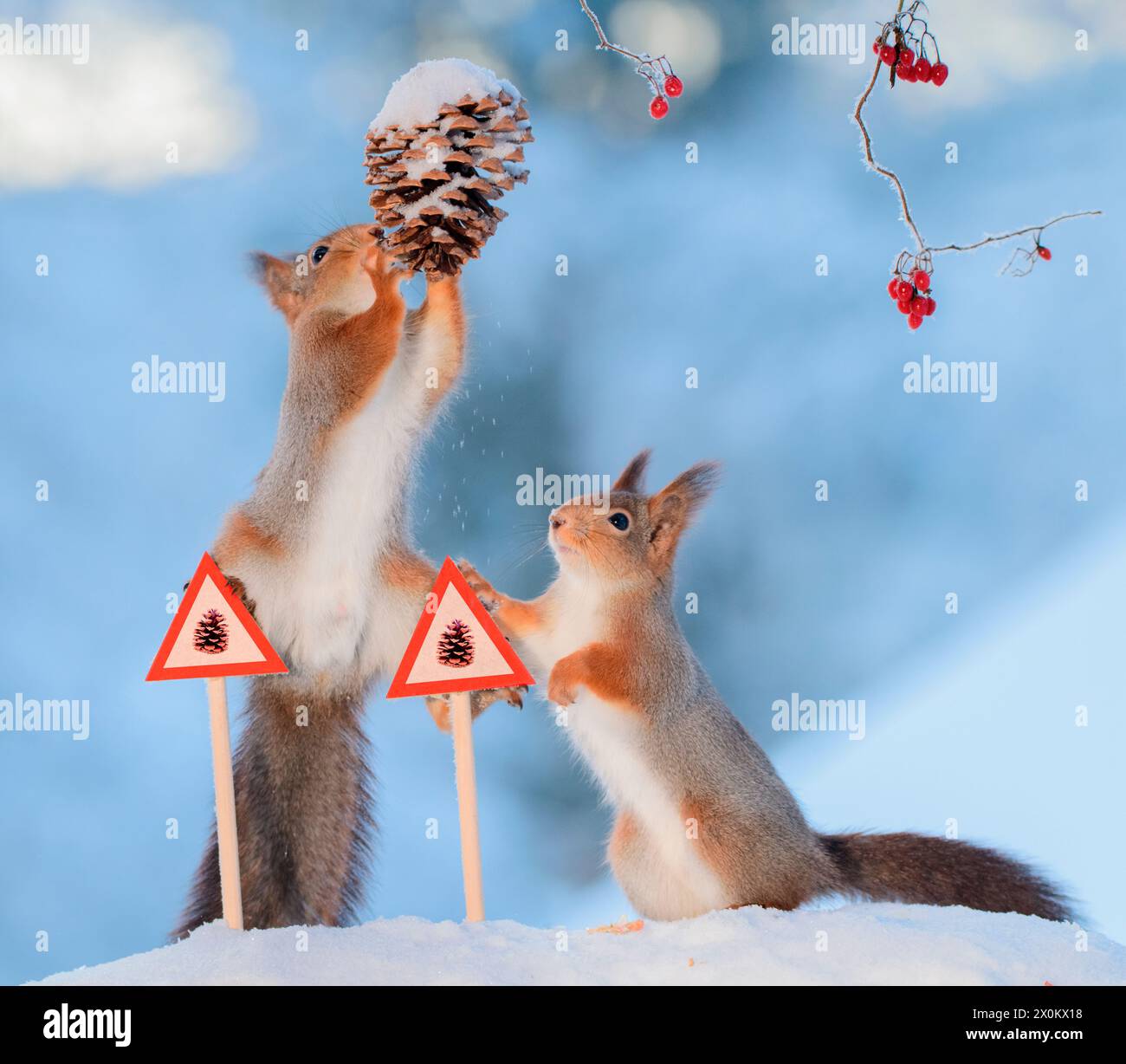 Red Squirrel is holding warning signs with pinecones Stock Photo - Alamy