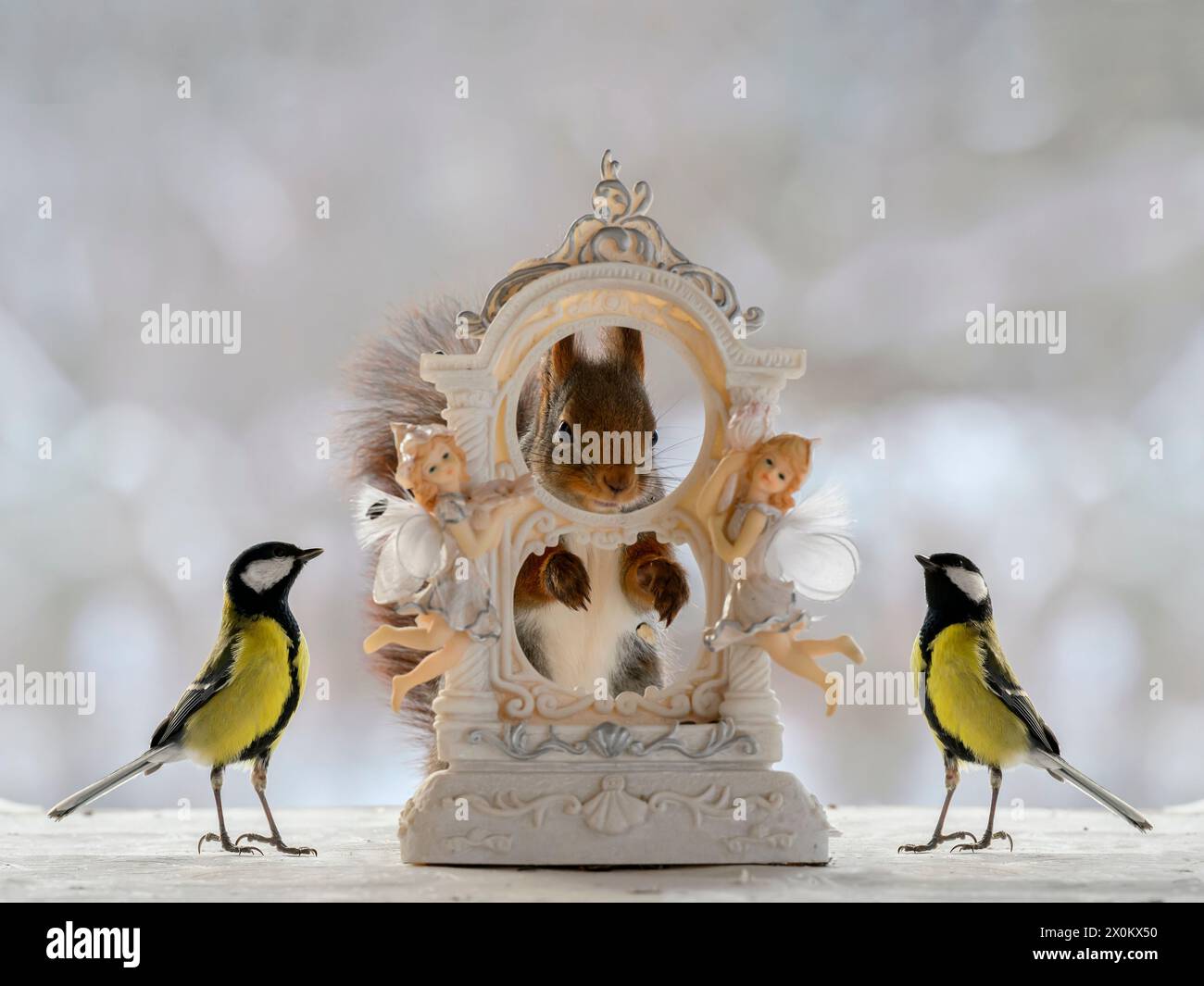 Red Squirrel stand behind a window frame with angels Stock Photo - Alamy