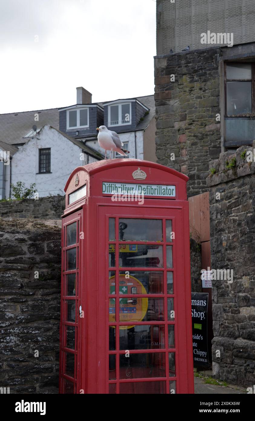 A red phone booth with a sea gull on top Stock Photo - Alamy