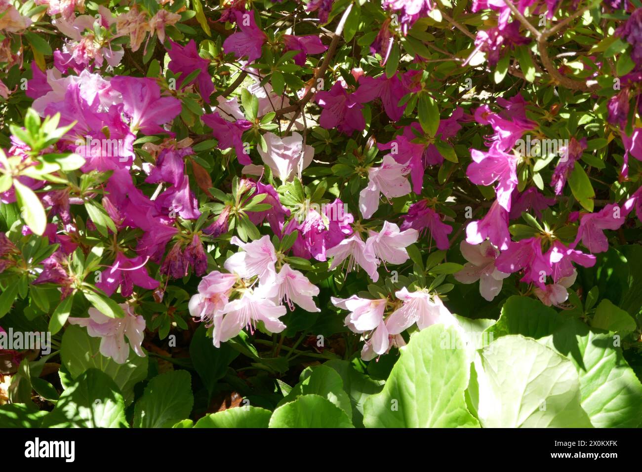 Mission Hills, Los Angeles, California, USA 11th April 2024 Entertainer ...