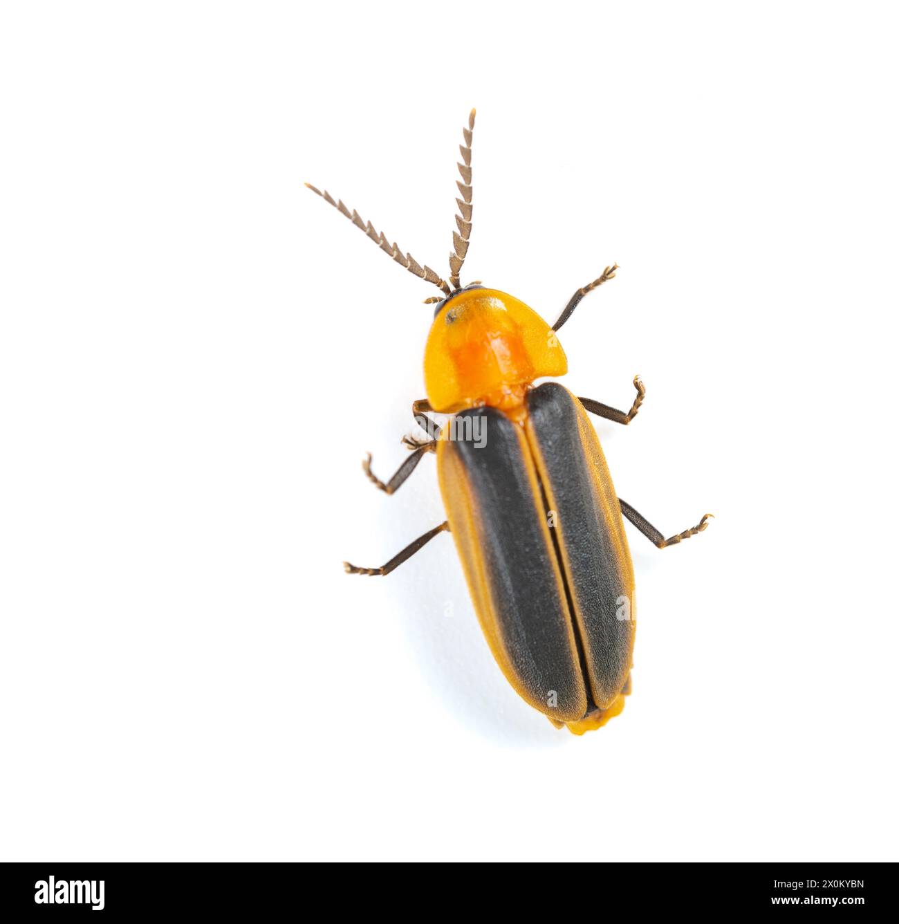 top view firefly on a white background Stock Photo - Alamy