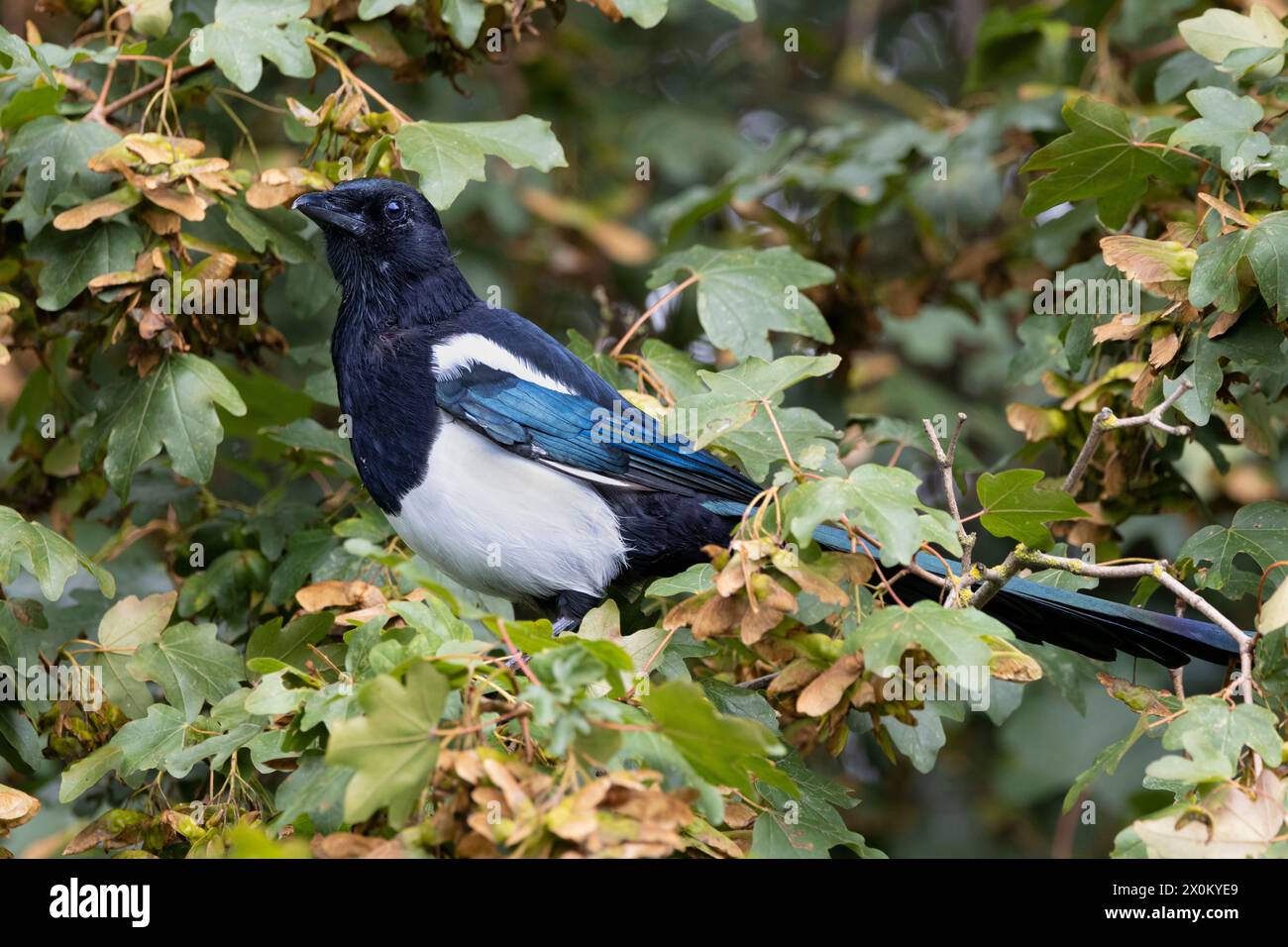 Birds feet magpie claws hi-res stock photography and images - Alamy