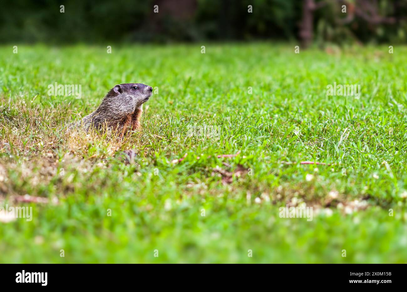 Groundhog watches the environment outside his burrow Stock Photo - Alamy