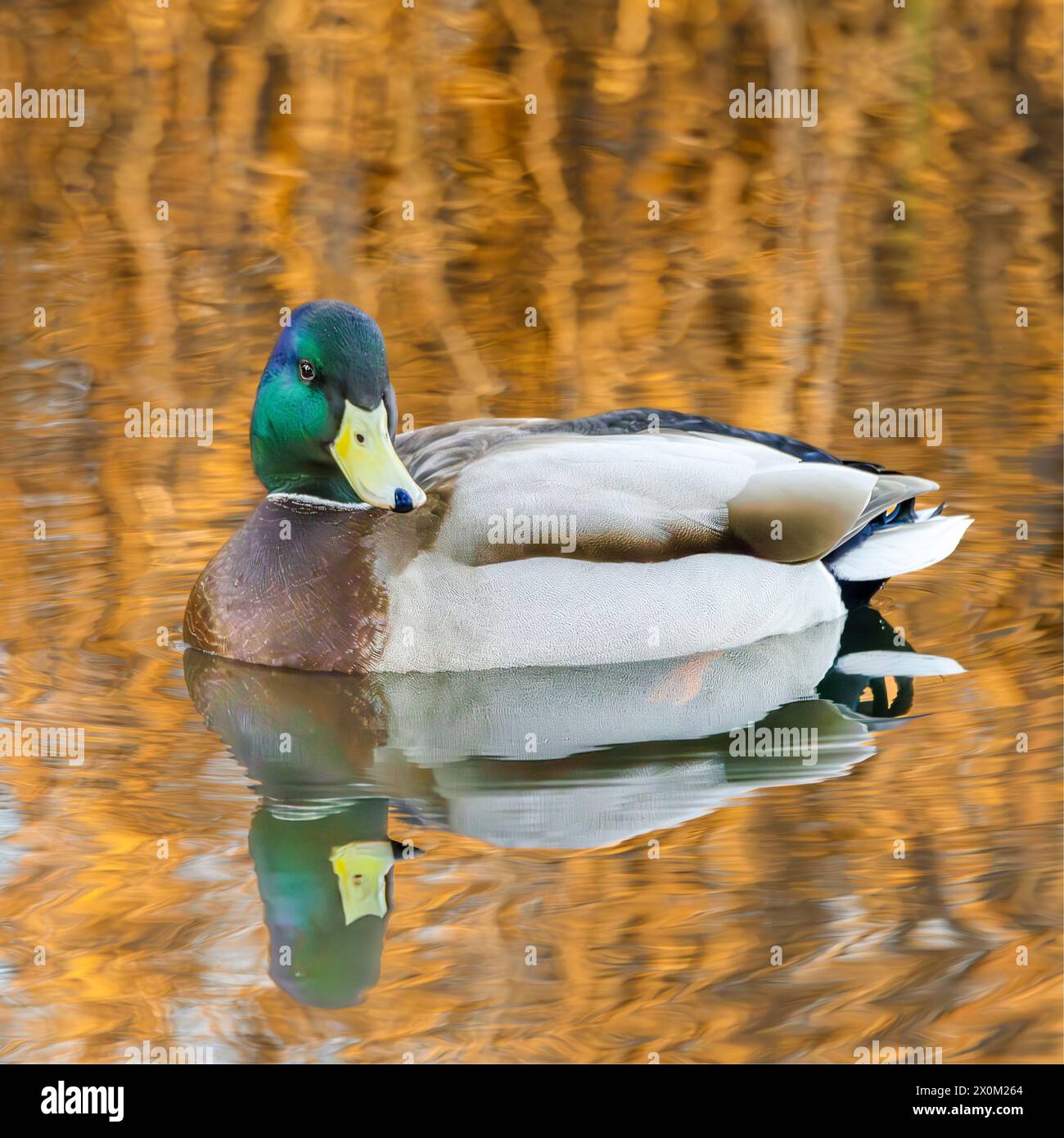 Common mallard duck flying hi-res stock photography and images - Alamy