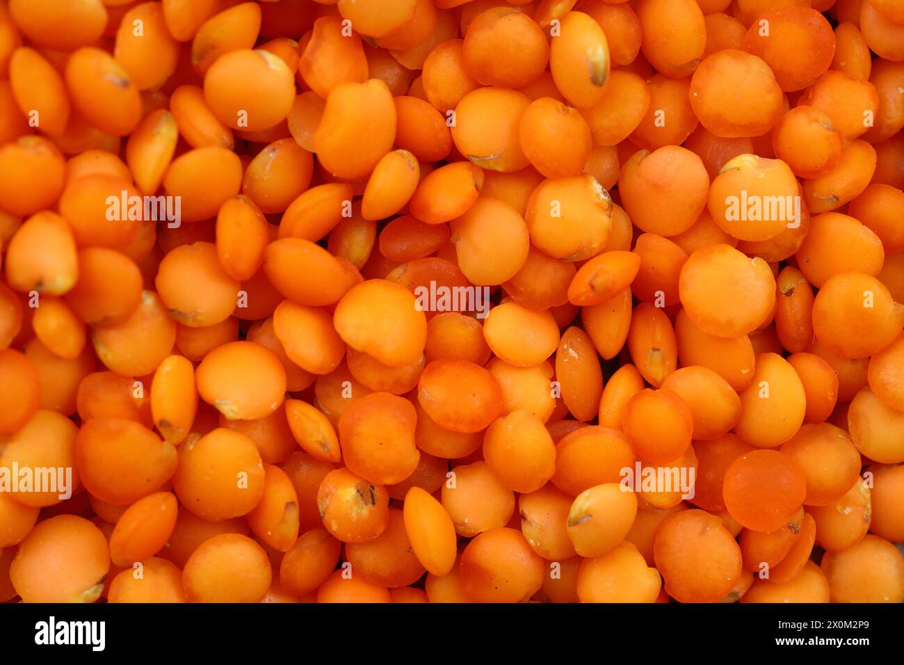Red raw lentils in the whole frame. Vegetable protein. Horizontal photo ...