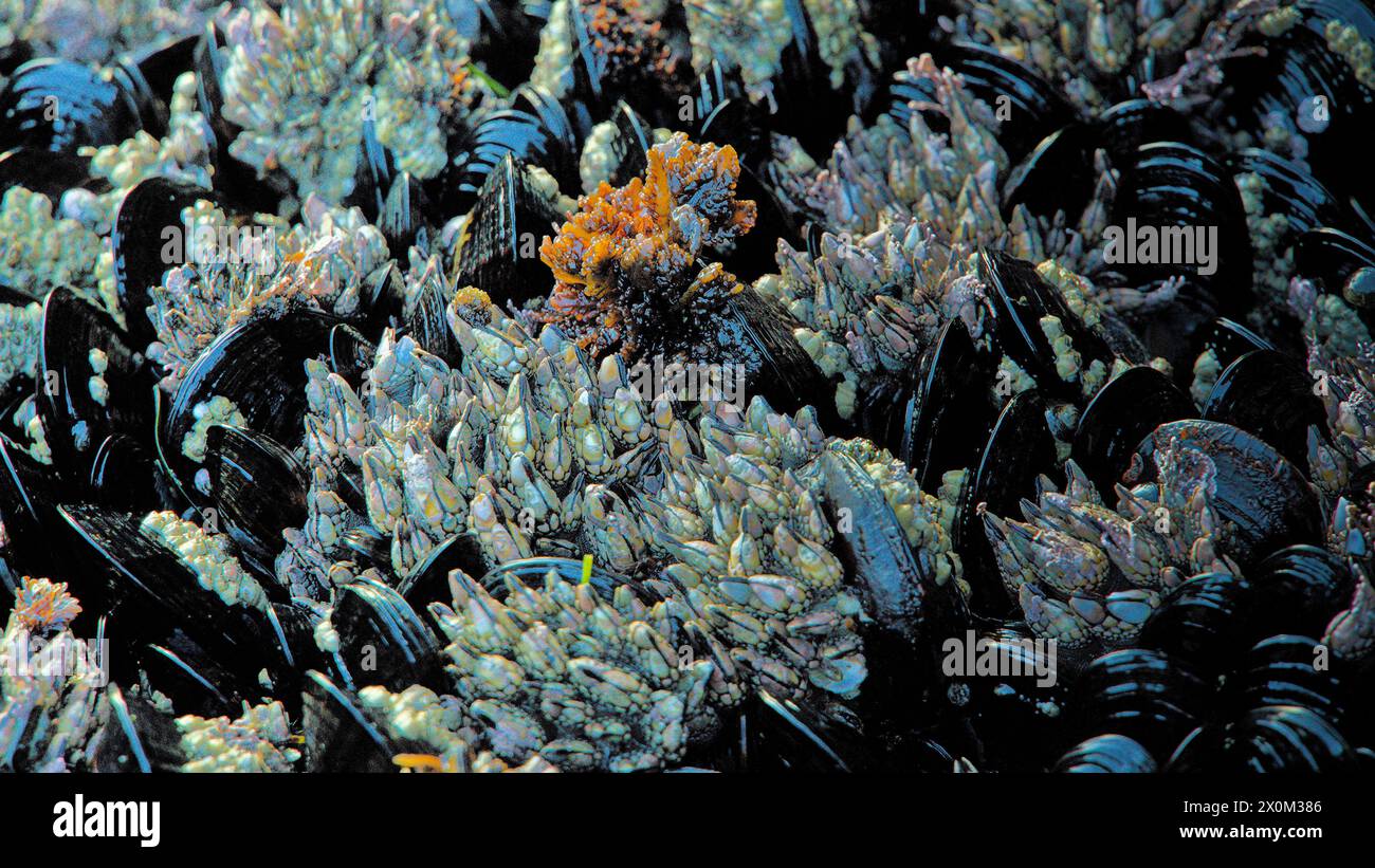 Barnacle barnacles mussel mussels hi-res stock photography and images ...