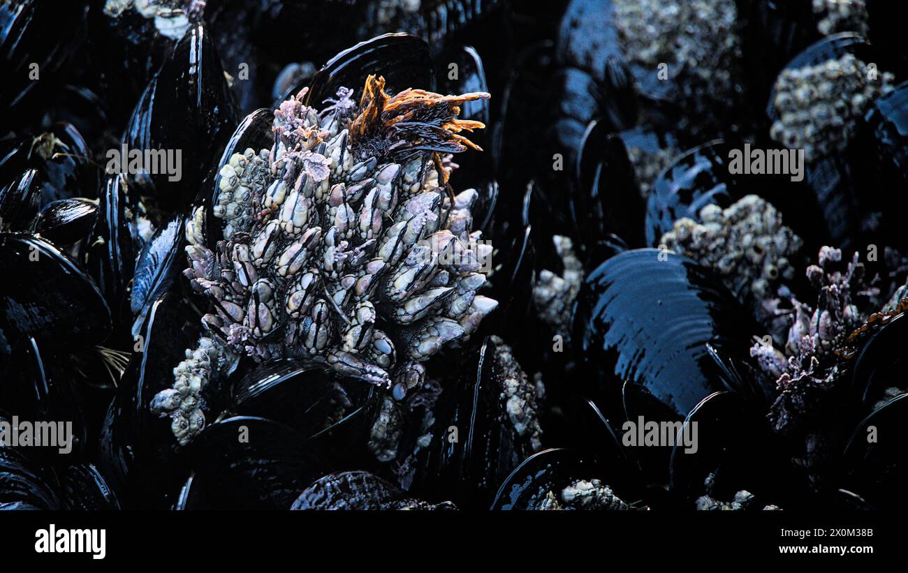 Barnacle barnacles mussel mussels hi-res stock photography and images ...