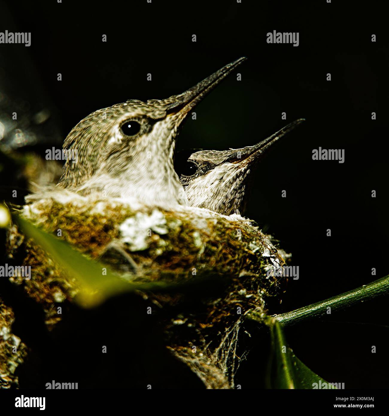 Two baby hummingbirds in the nest Stock Photo - Alamy
