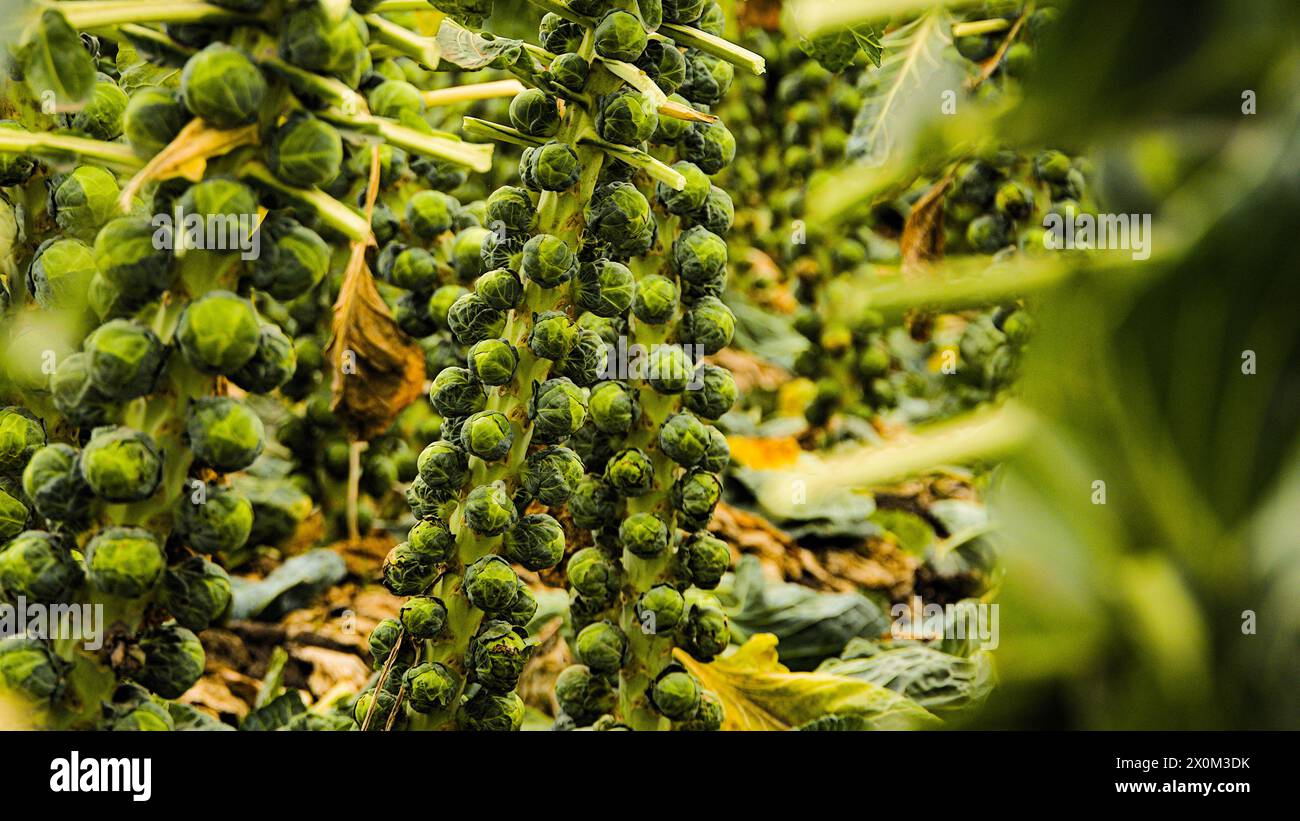 Russel sprouts field is ready for harvest in Santa Cruz, California ...