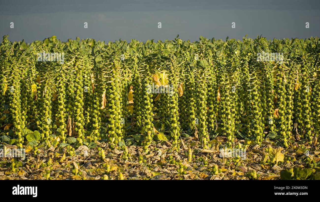 Brussels sprouts in field hi-res stock photography and images - Alamy