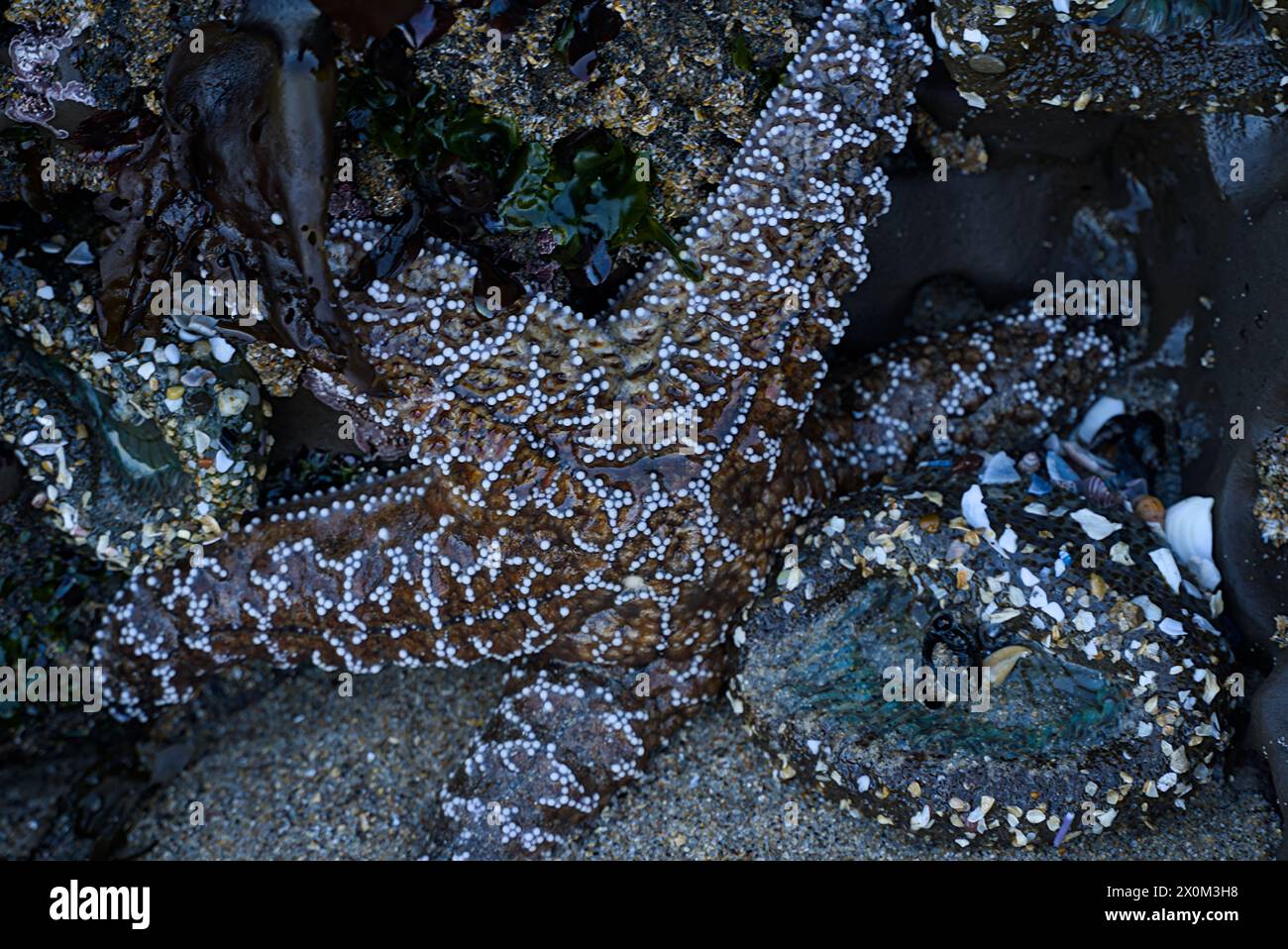 Close up seashells starfish hi-res stock photography and images - Alamy
