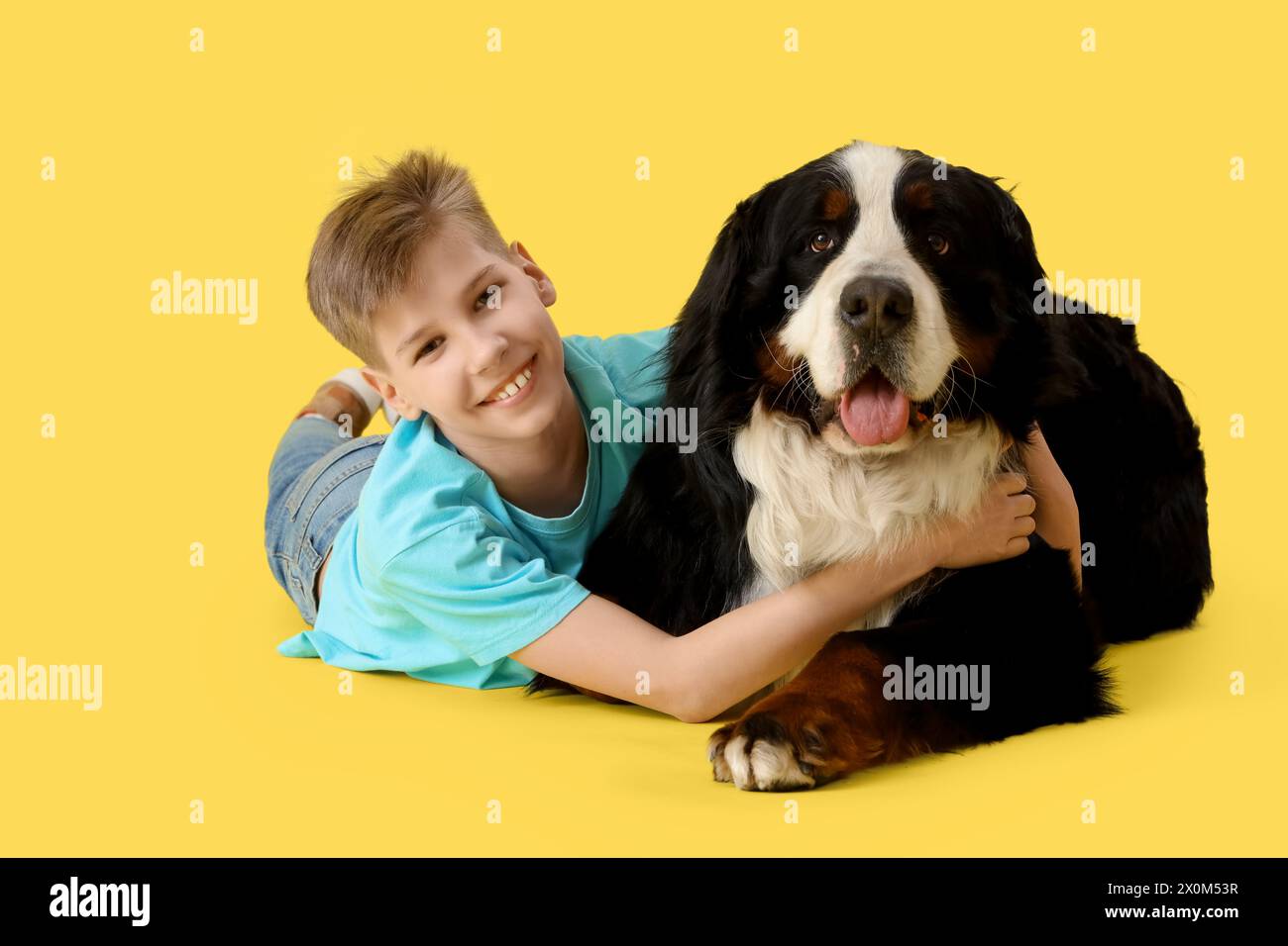Little boy hugging Bernese mountain dog on yellow background Stock ...