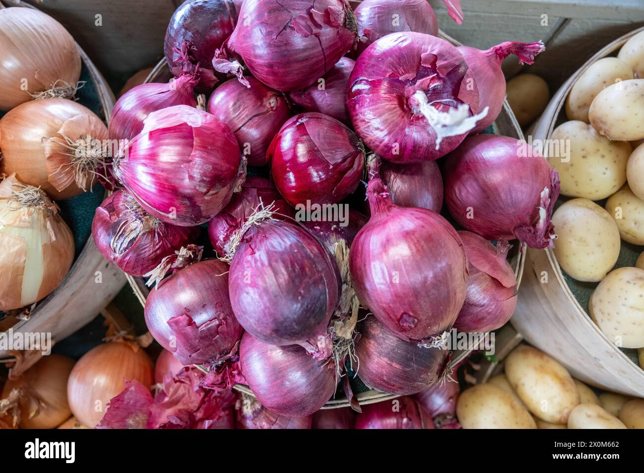 Plump bulbs hi-res stock photography and images - Alamy