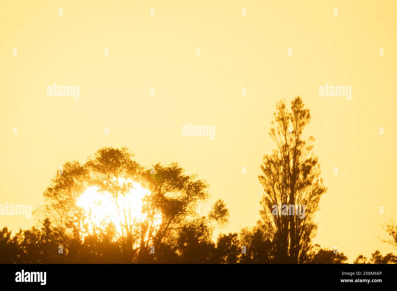 Sun rises behind trees in silhouette and golden sky Stock Photo - Alamy