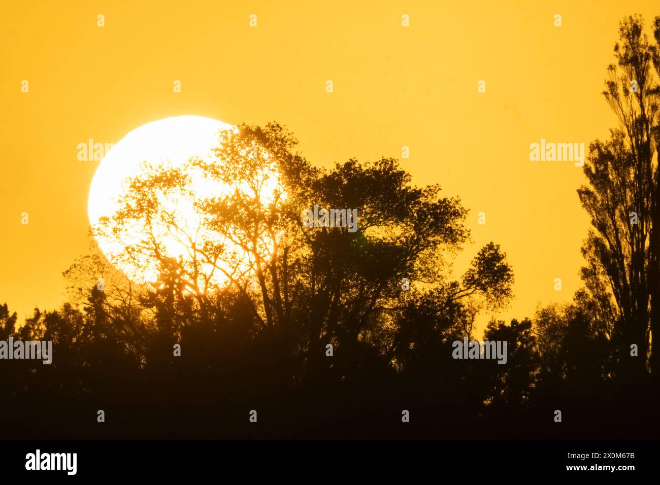 Sun rises behind trees in silhouette and golden sky Stock Photo - Alamy